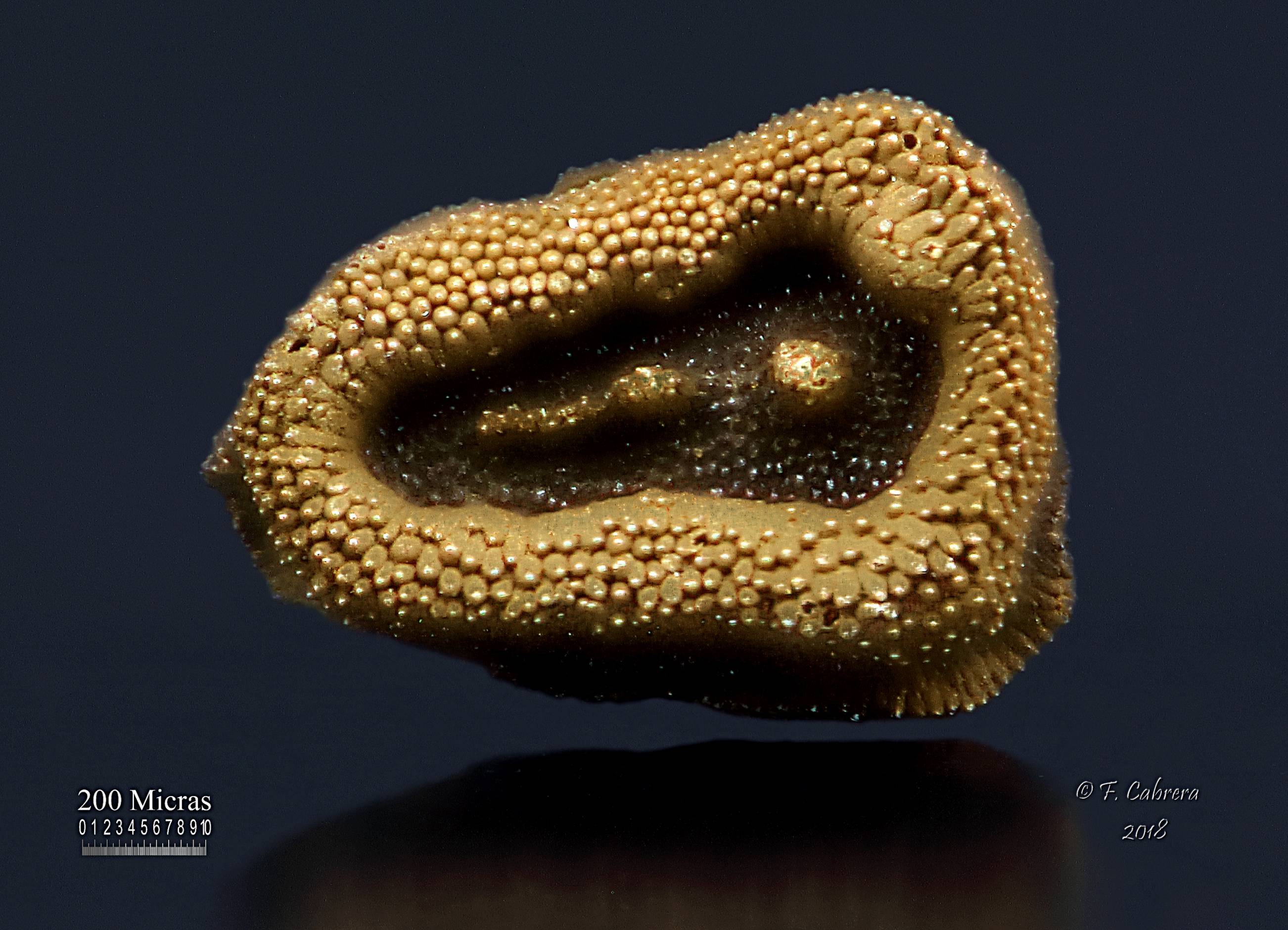 Misopates calycinum - Atlas Digital de Semillas de las Islas Canarias ...