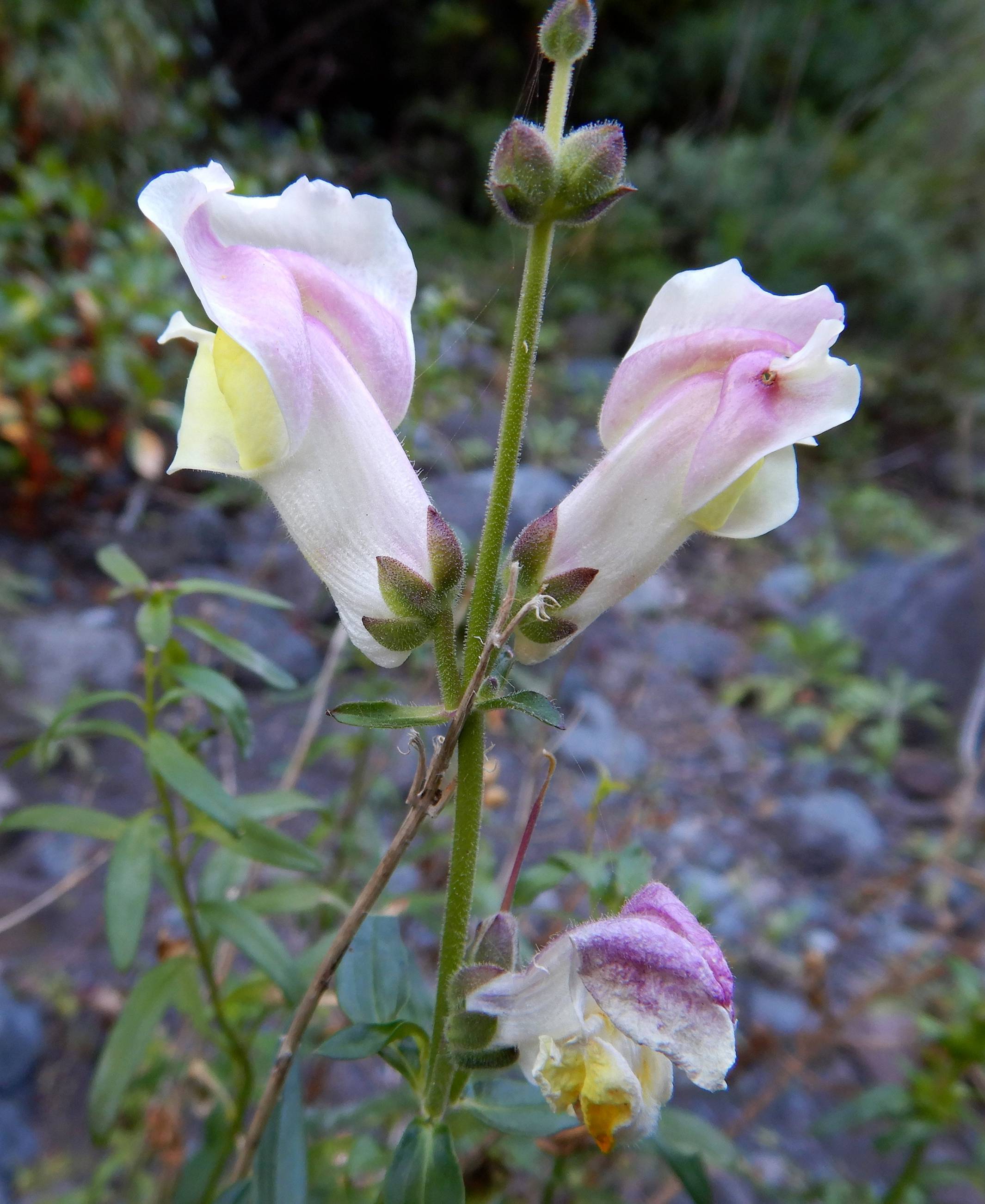 Antirrhinum majus - Atlas Digital de Semillas de las Islas Canarias (ADSIC)