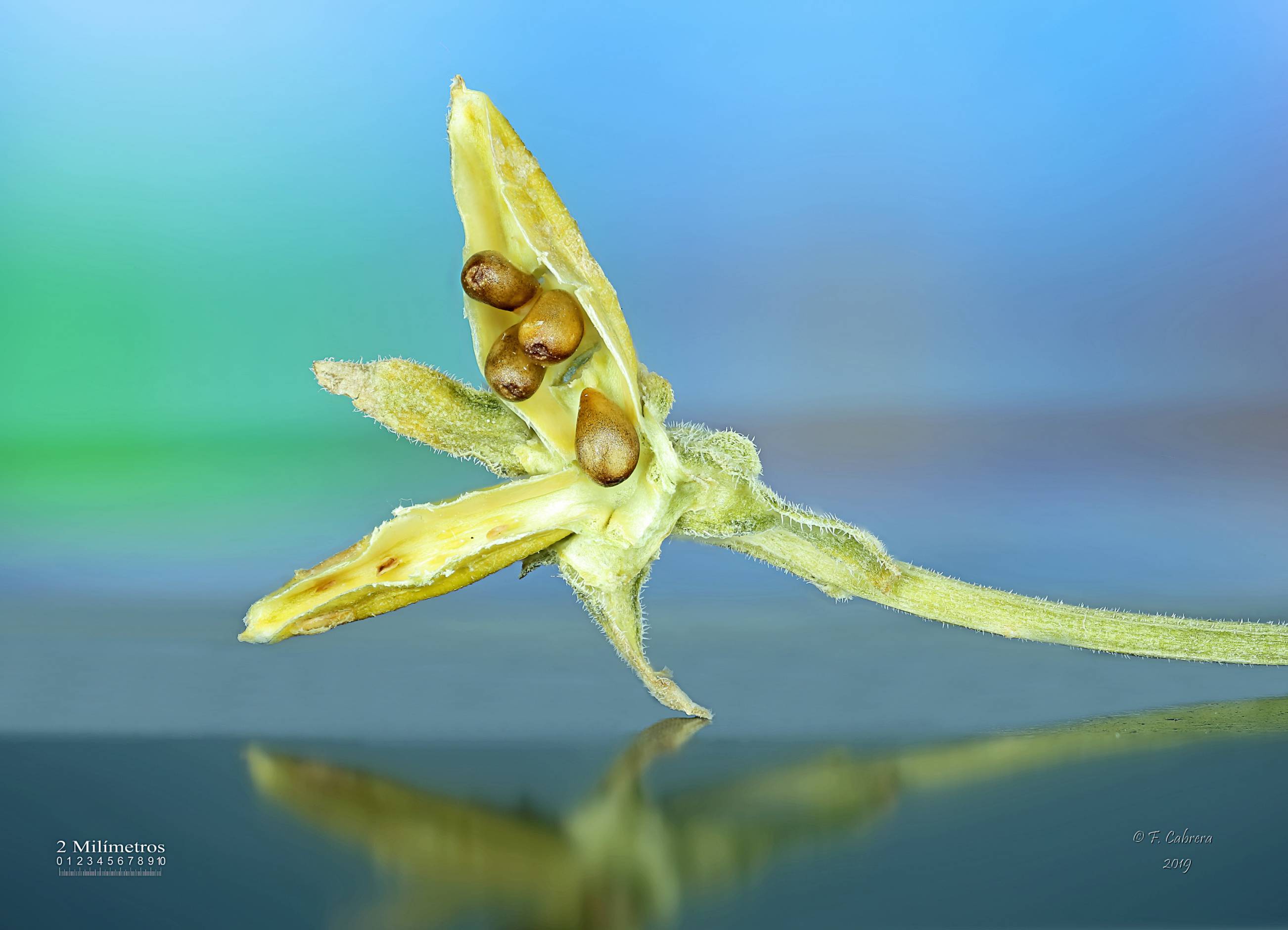 Viola cheiranthifolia - Atlas Digital de Semillas de las Islas Canarias ...