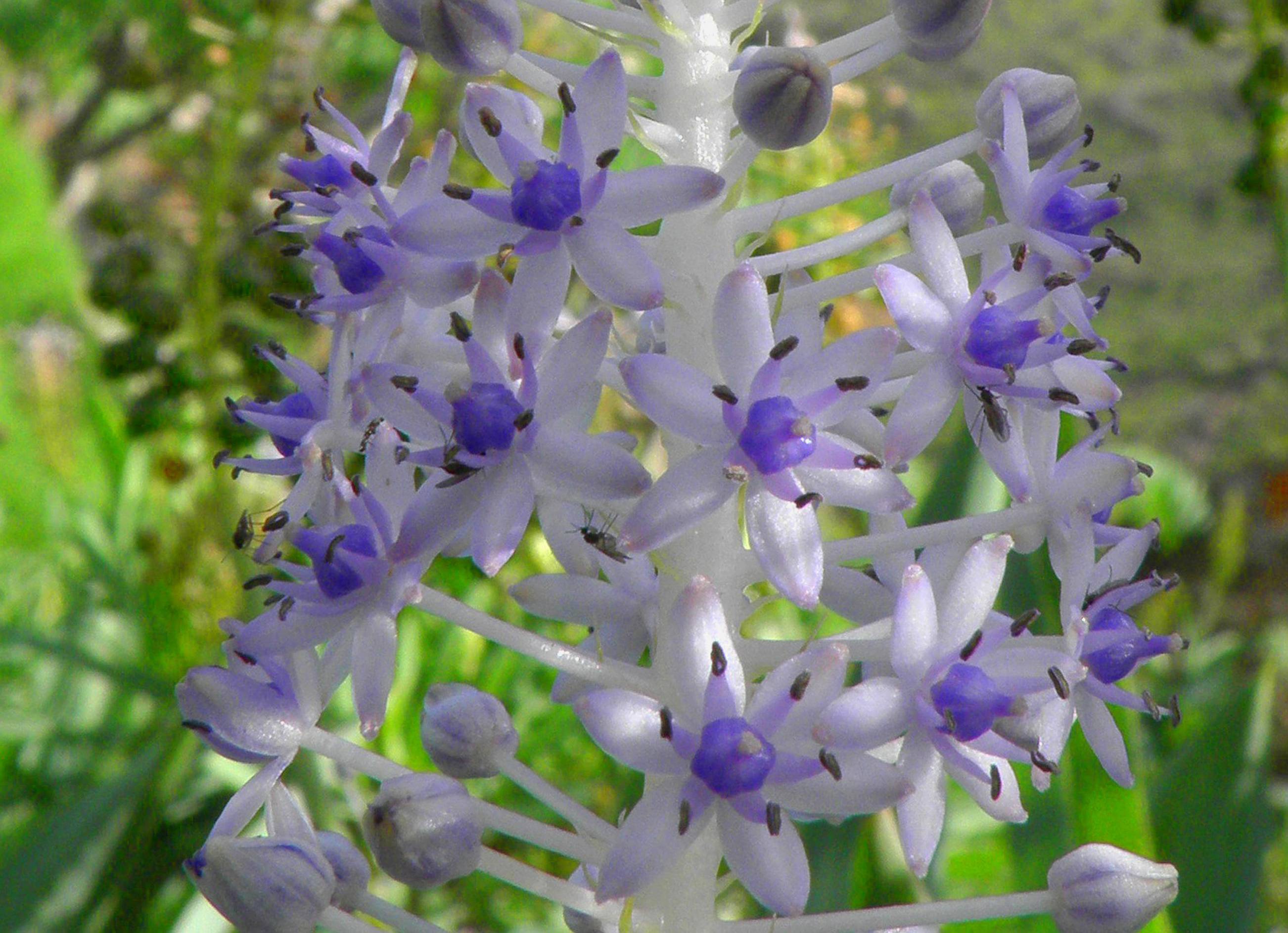 Autonoe latifolia - Atlas Digital de Semillas de las Islas Canarias (ADSIC)